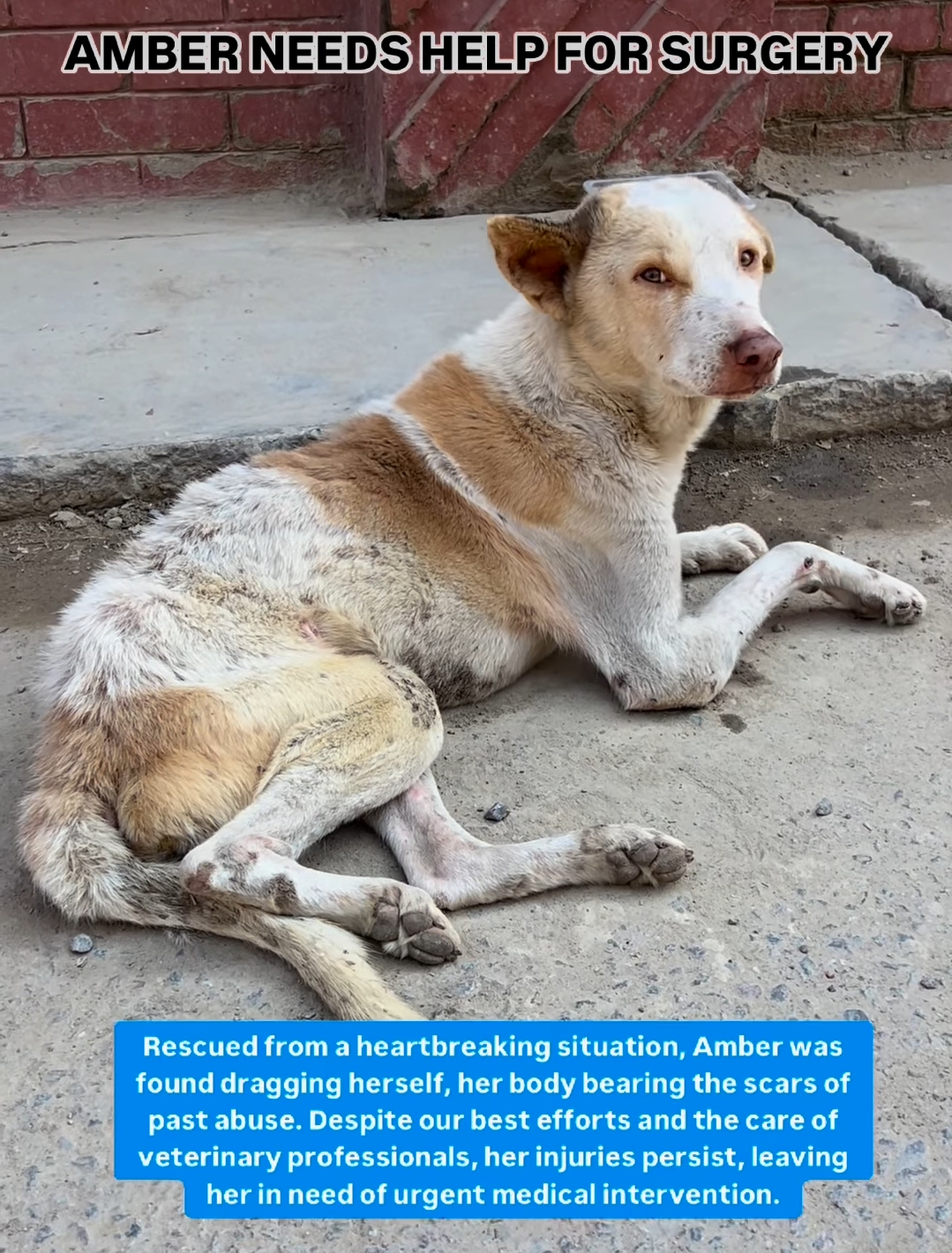 Love Shade For Animals